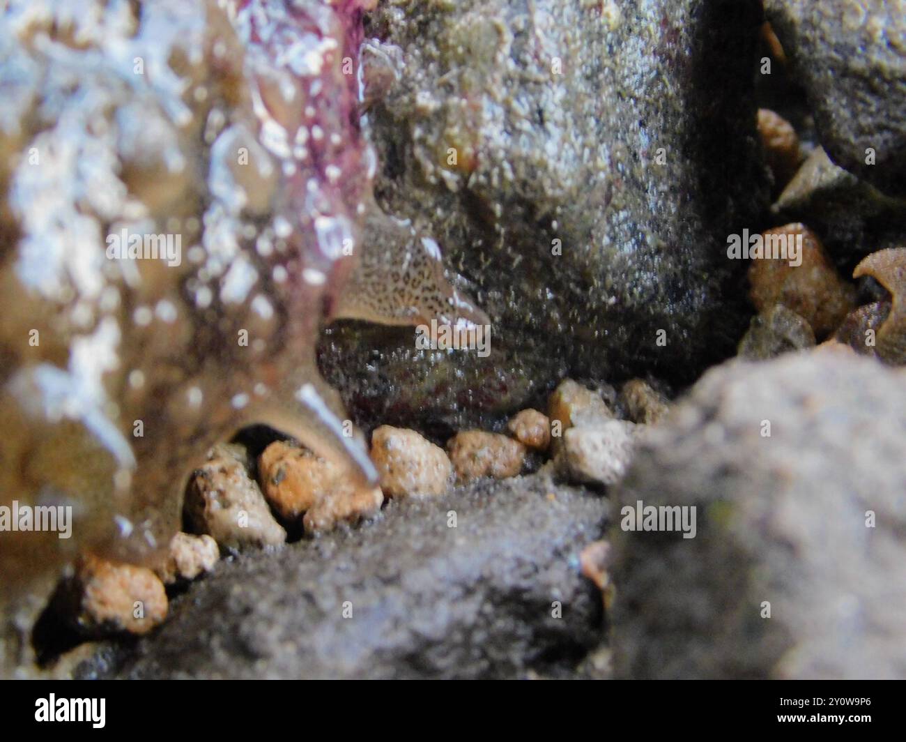 Sea Hares and Akera Snails (Aplysiida) Mollusca Stock Photo - Alamy