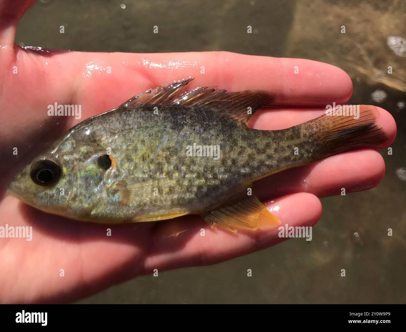 Redear Sunfish (Lepomis microlophus) Actinopterygii Stock Photo - Alamy