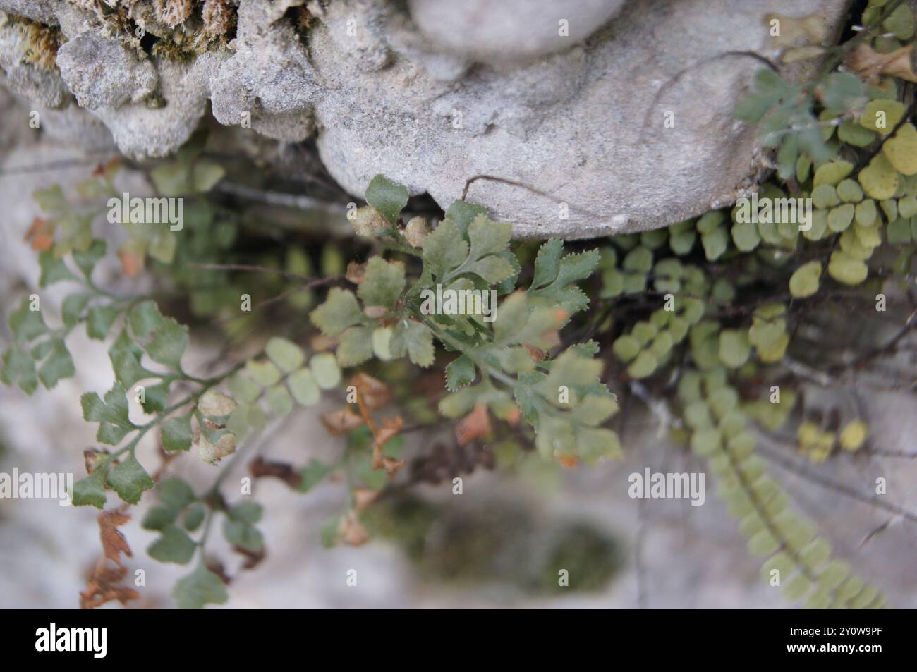 (Asplenium ruta-muraria ruta-muraria) Plantae Stock Photo - Alamy