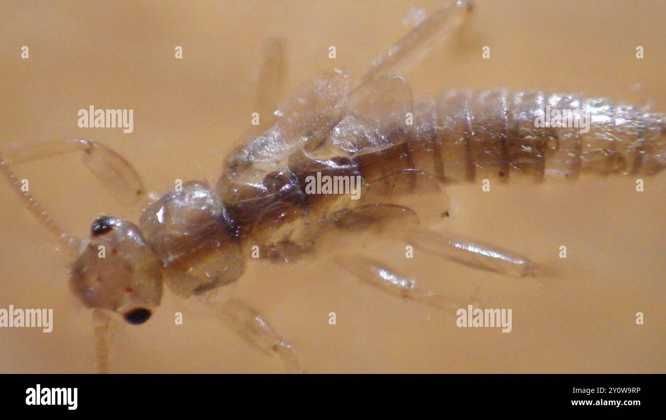 Small Winter Stoneflies (Capniidae) Insecta Stock Photo - Alamy