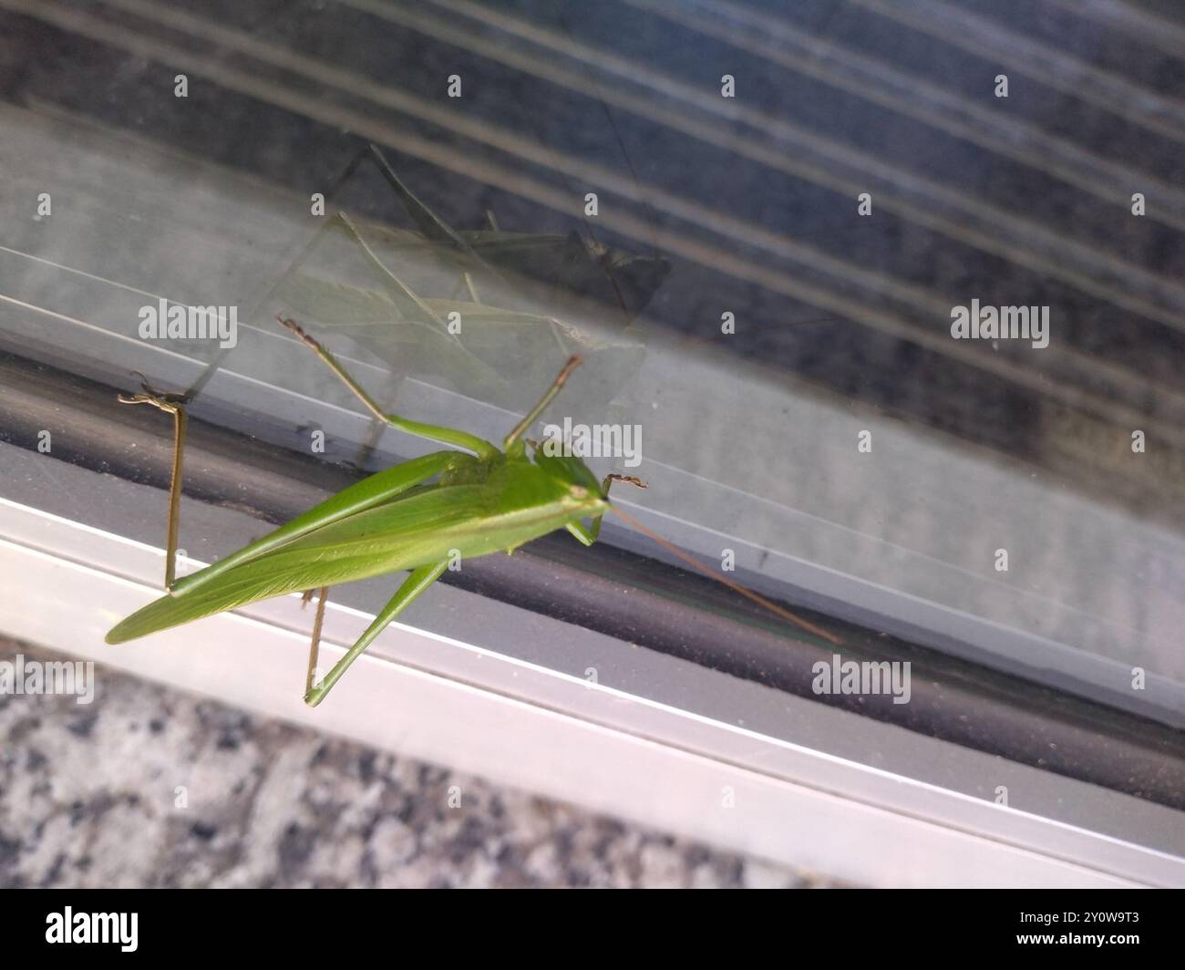 Common Coneheads (Neoconocephalus) Insecta Stock Photo - Alamy