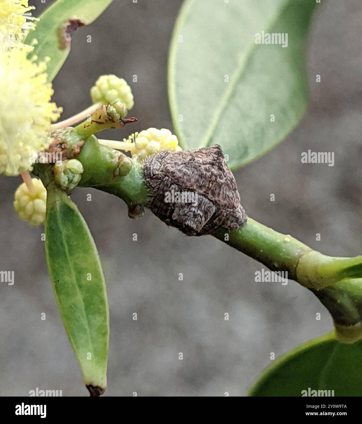 Wrap-around Spiders (Dolophones) Arachnida Stock Photo - Alamy