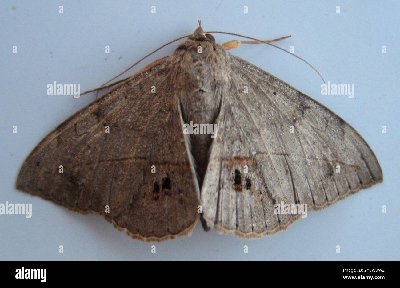 Velvetbean Caterpillar Moth (Anticarsia gemmatalis) Insecta Stock Photo ...
