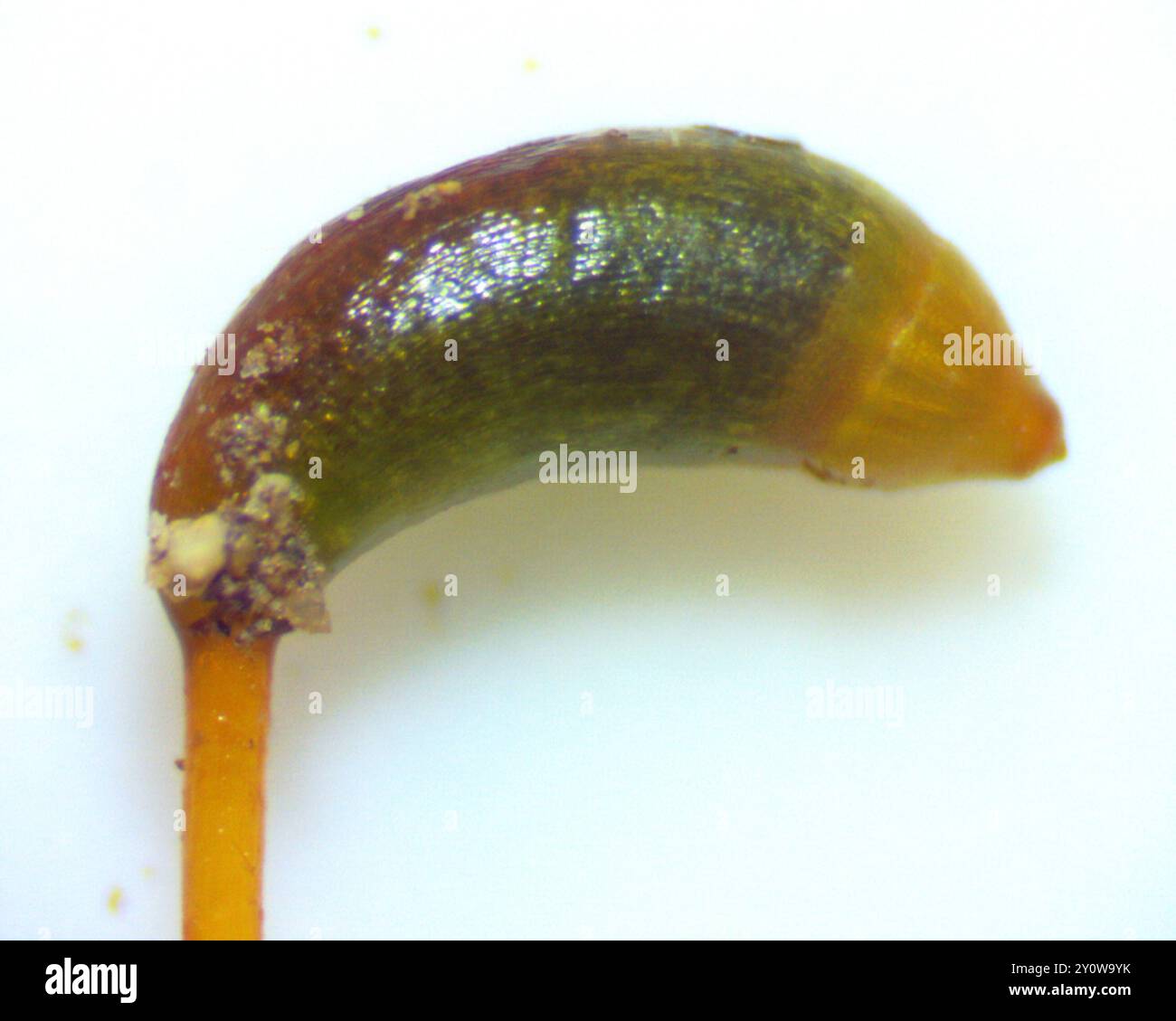 tangled thread moss (Hygroamblystegium varium) Plantae Stock Photo - Alamy