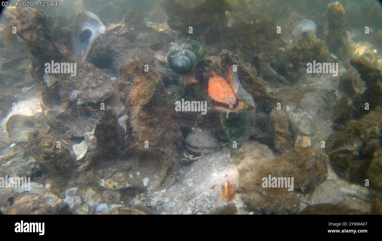 Eastern Banded Tulip (Cinctura hunteria) Mollusca Stock Photo - Alamy