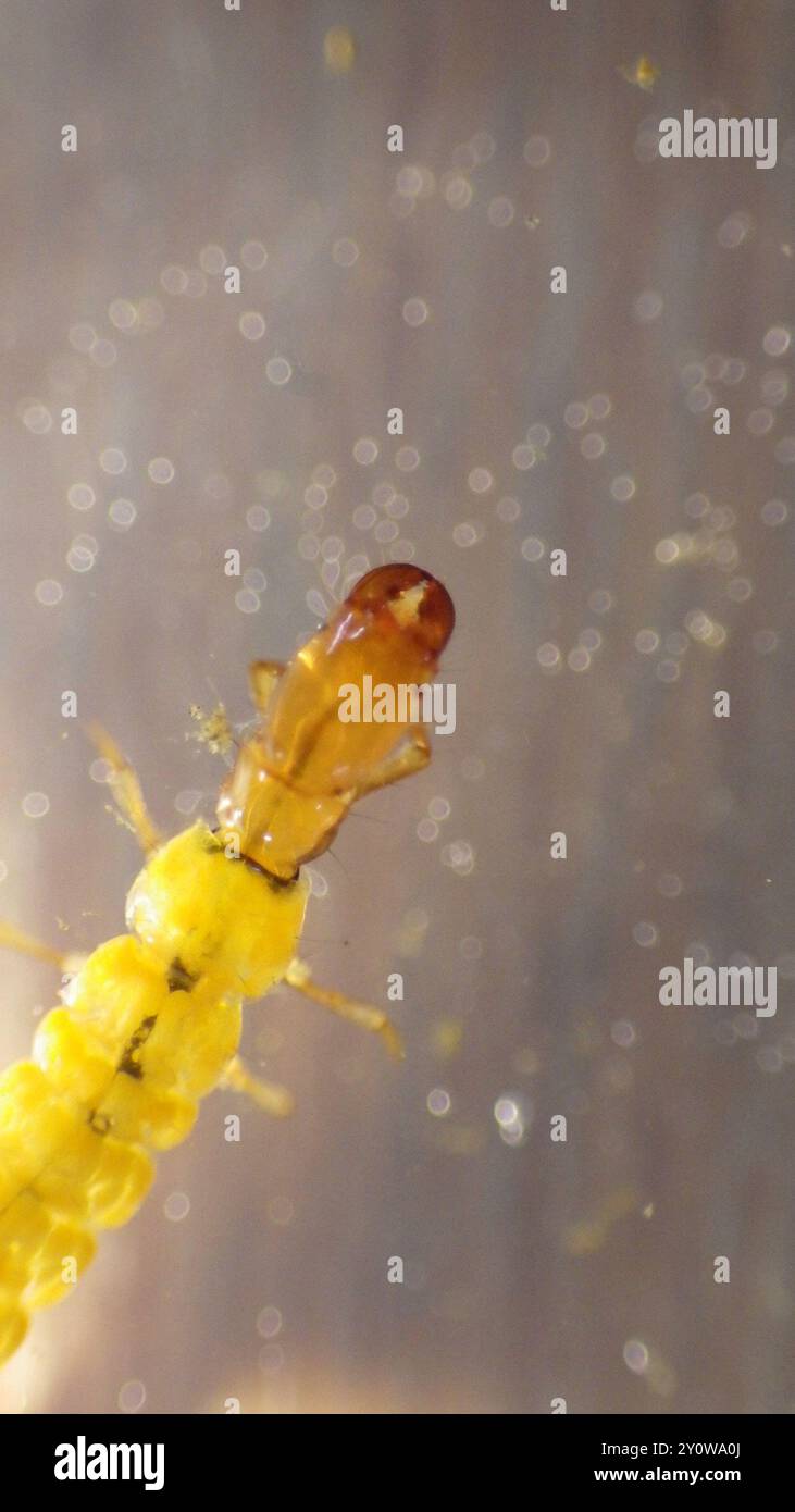 Little Black Caddisflies (Chimarra) Insecta Stock Photo - Alamy