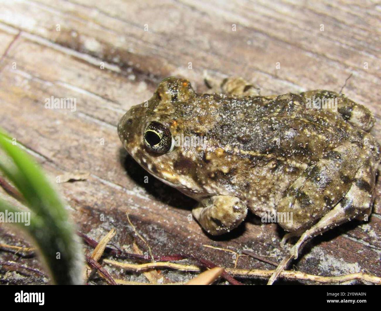 Cape sand frog (Tomopterna delalandii) Amphibia Stock Photo - Alamy