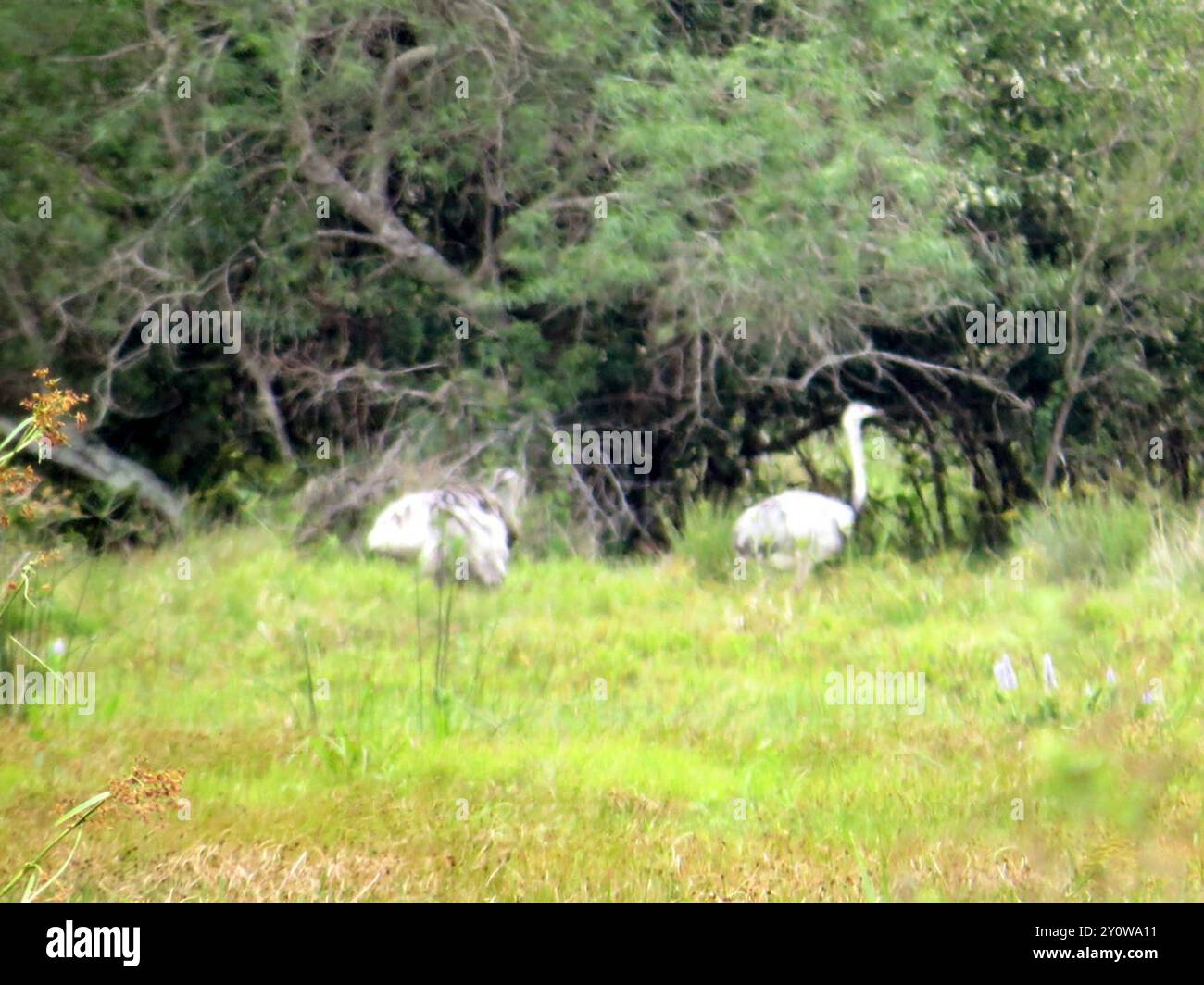 Greater Rhea (Rhea americana) Aves Stock Photo - Alamy