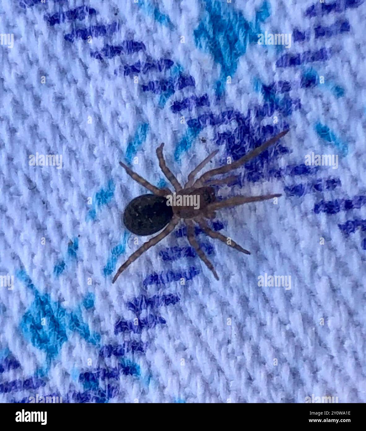 Typical Spiders (Araneomorphae) Arachnida Stock Photo - Alamy