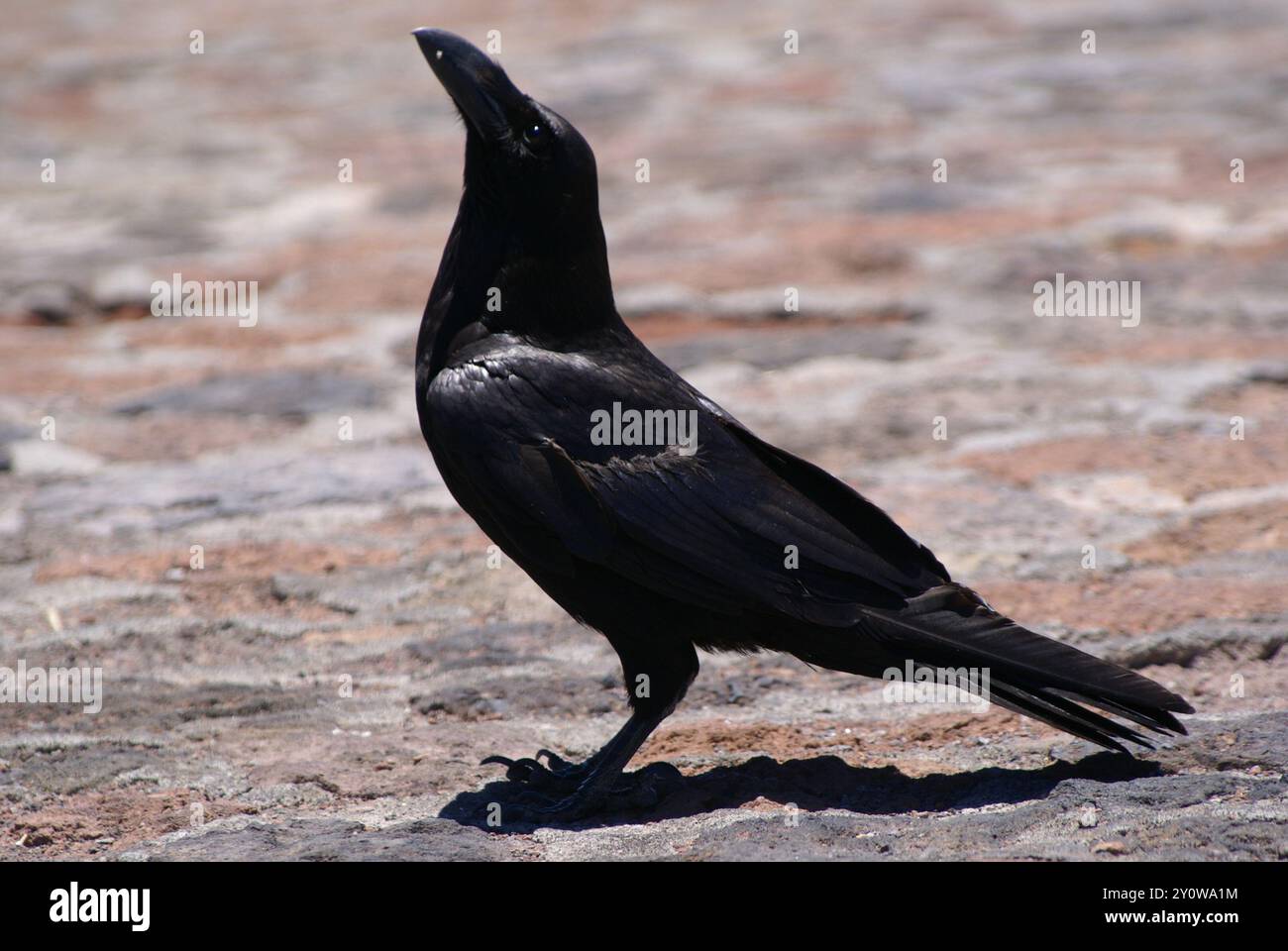 Common Raven (Corvus corax) Aves Stock Photo - Alamy