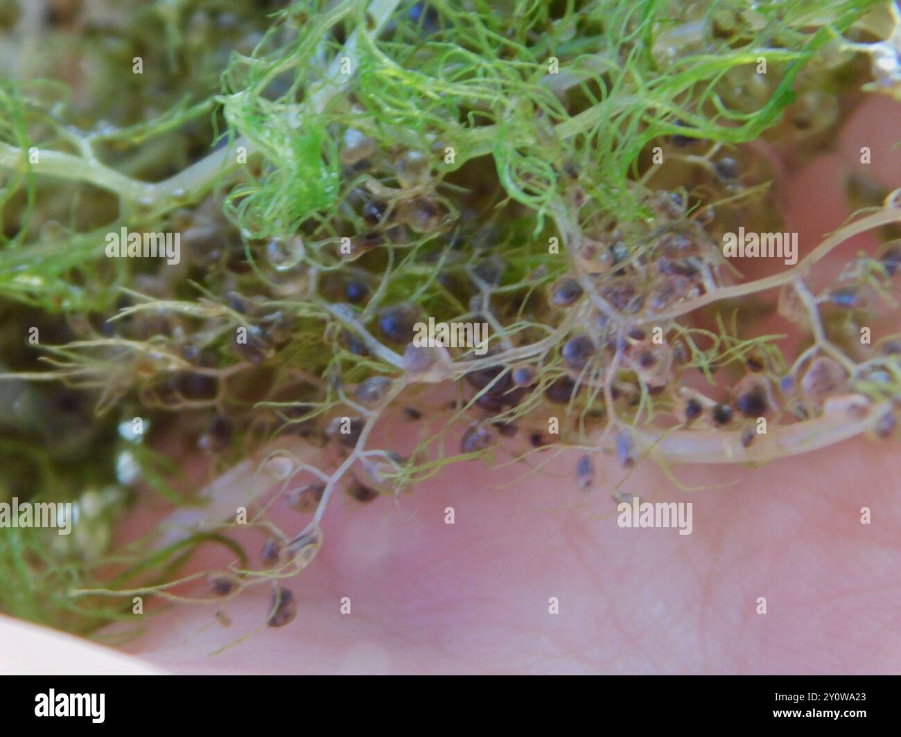 swollen bladderwort (Utricularia inflata) Plantae Stock Photo - Alamy