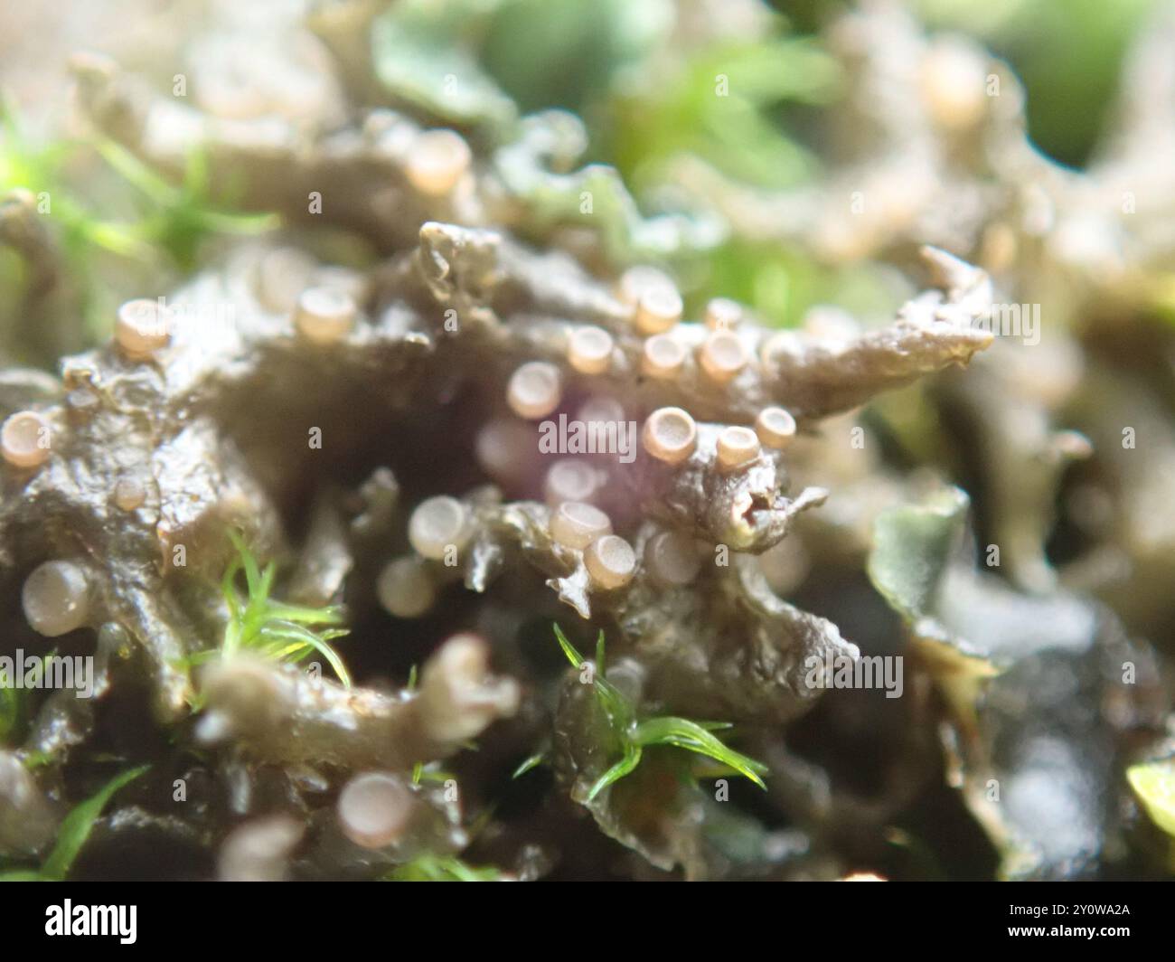 Antlered Jellyskin Lichen (Scytinium palmatum) Fungi Stock Photo - Alamy