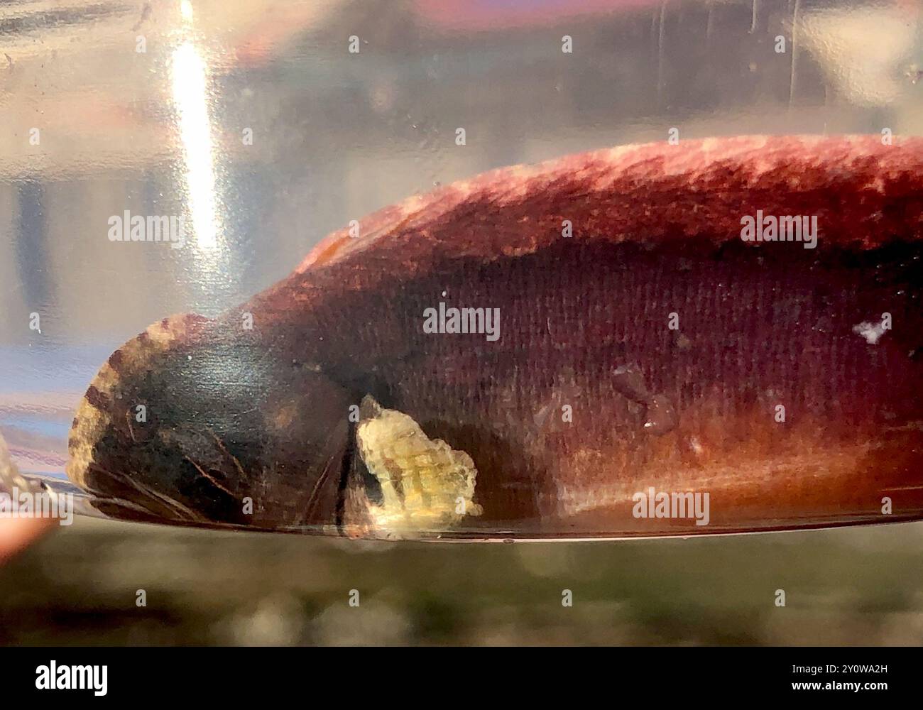 High Cockscomb (Anoplarchus purpurescens) Actinopterygii Stock Photo ...