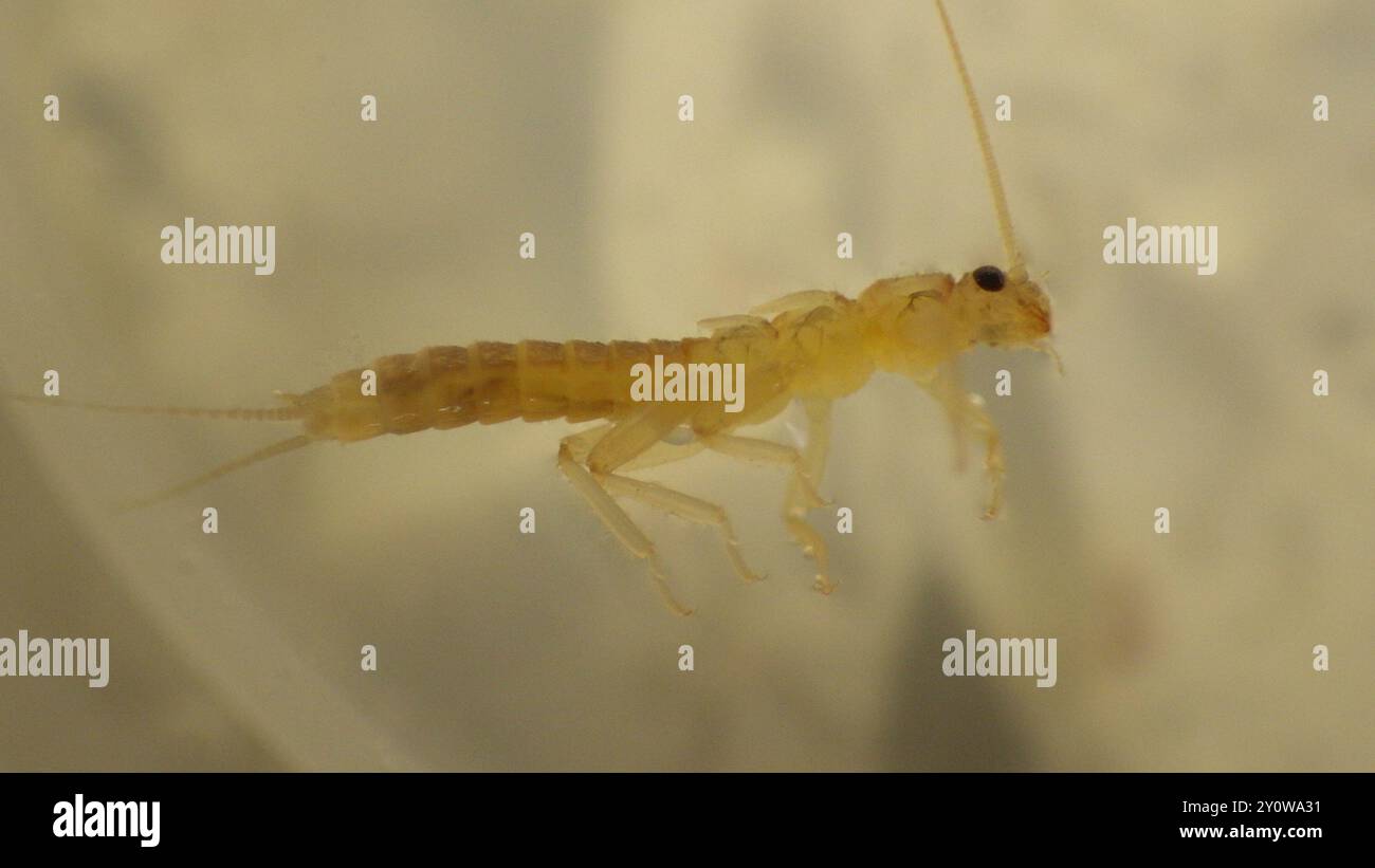 Small Winter Stoneflies (Capniidae) Insecta Stock Photo - Alamy