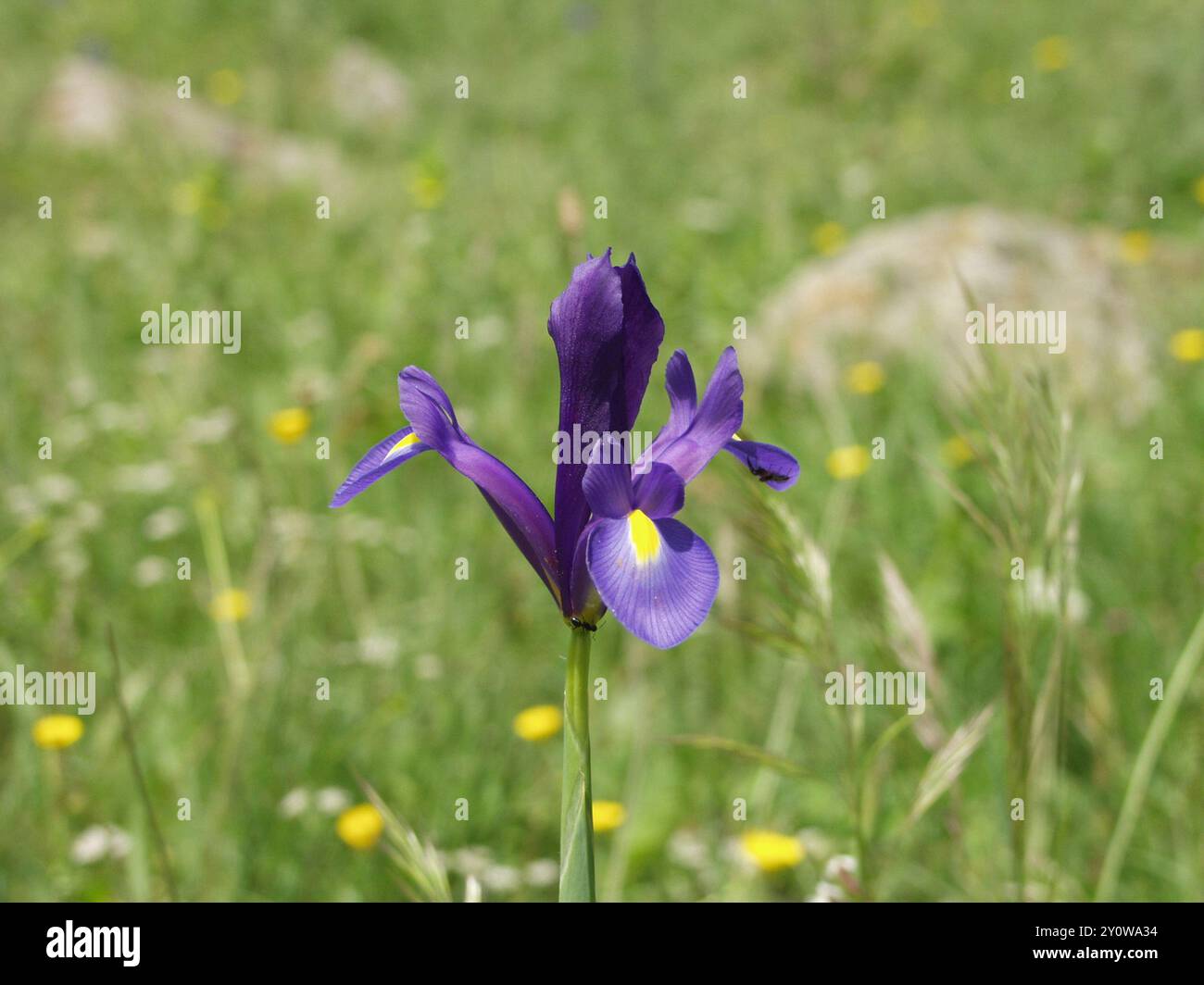 Spanish Iris (Iris xiphium) Plantae Stock Photo - Alamy