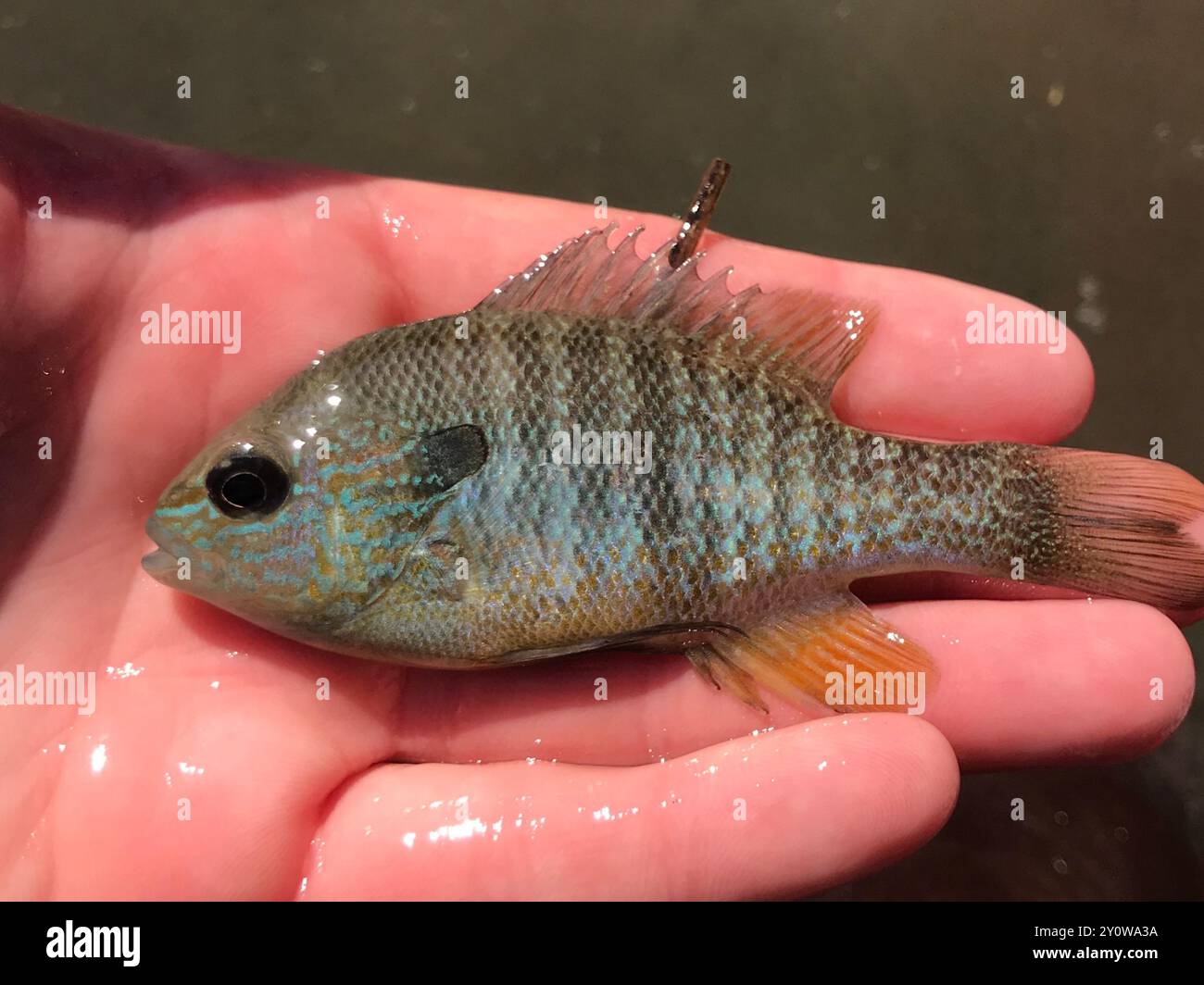 Longear Sunfish Complex (Lepomis megalotis) Actinopterygii Stock Photo ...