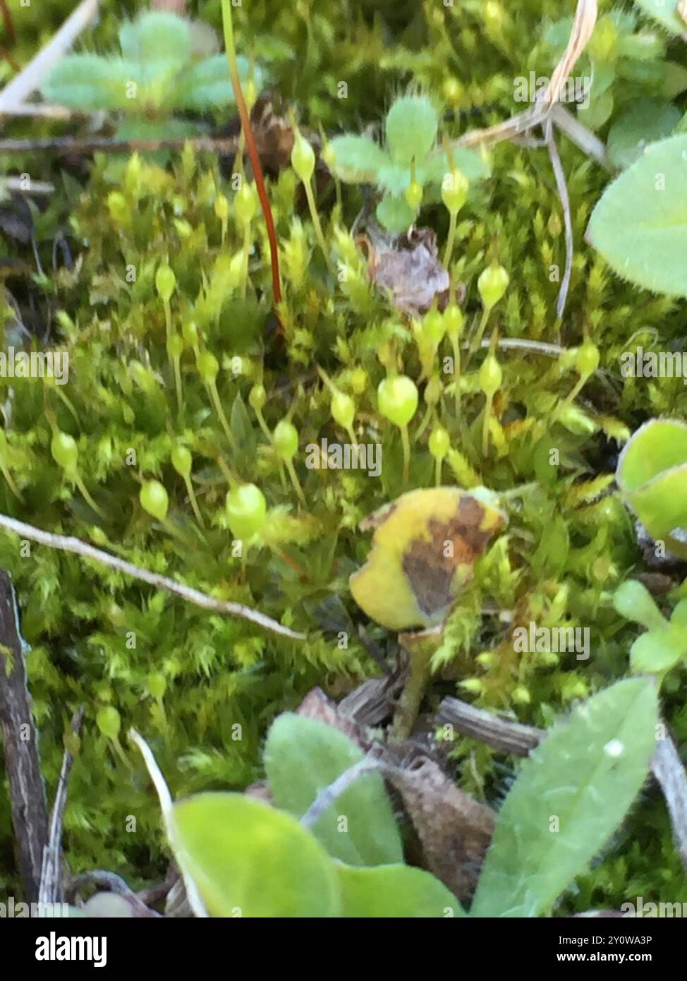 common bladder moss (Physcomitrium pyriforme) Plantae Stock Photo - Alamy