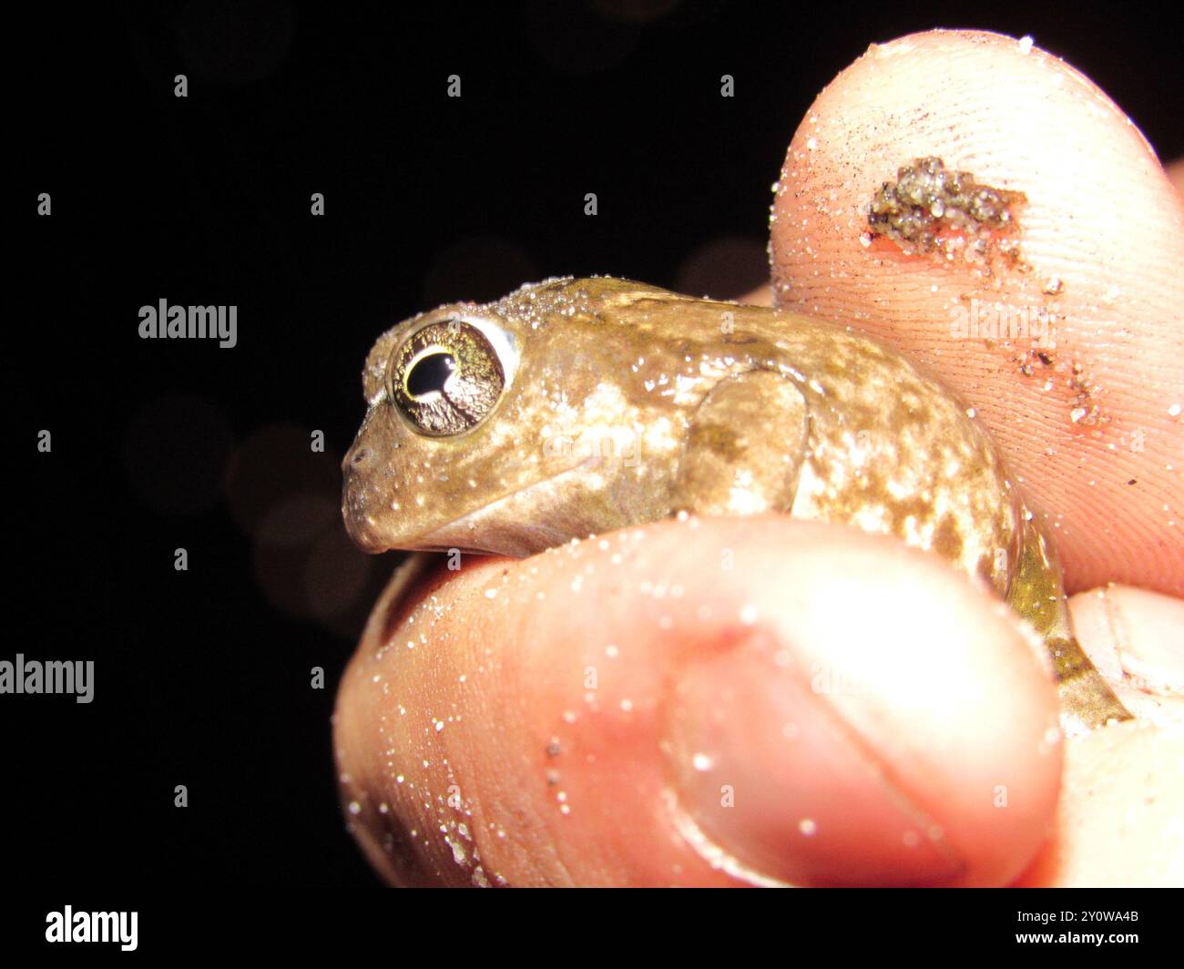 Cape sand frog (Tomopterna delalandii) Amphibia Stock Photo - Alamy