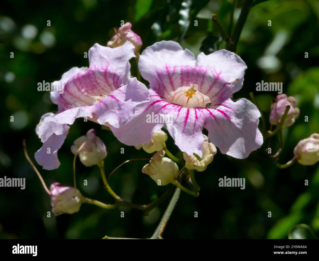 bignonias (Bignonia) Plantae Stock Photo - Alamy