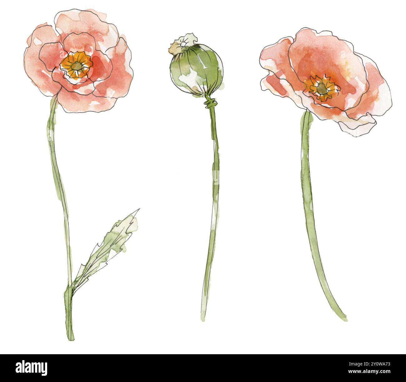 Watercolor and liner meadow poppy flower and bud illustration set, hand ...