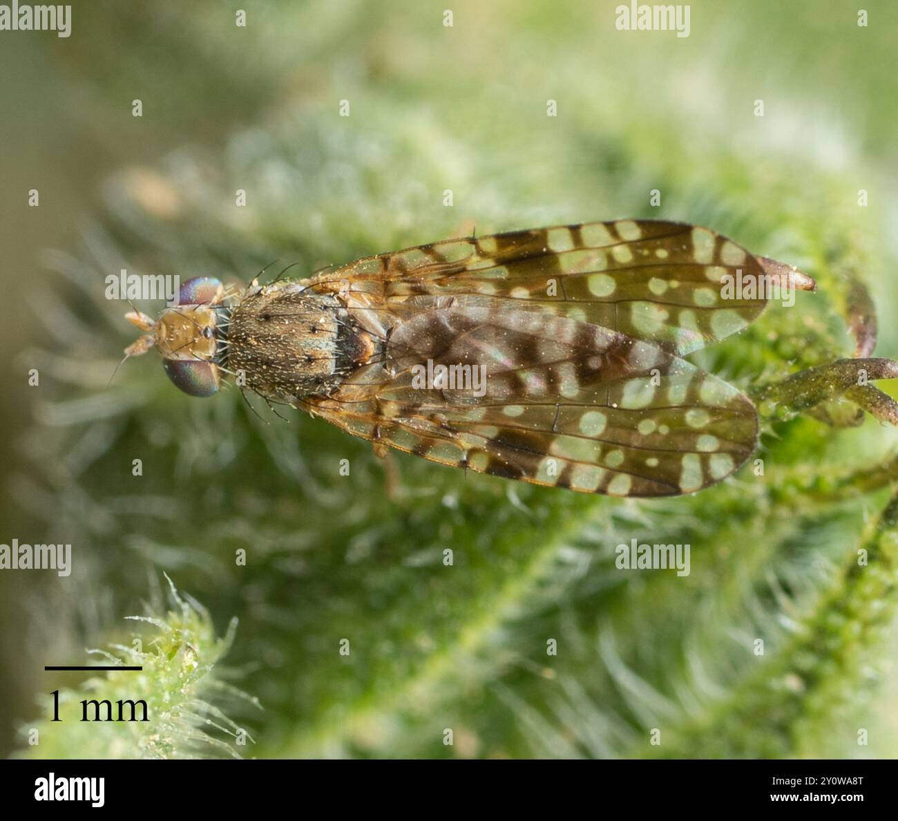 Sunflower Seed Maggot (Neotephritis finalis) Insecta Stock Photo - Alamy