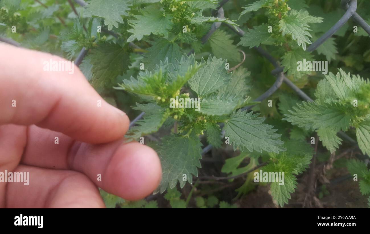 Dwarf Nettle (Urtica urens) Plantae Stock Photo - Alamy