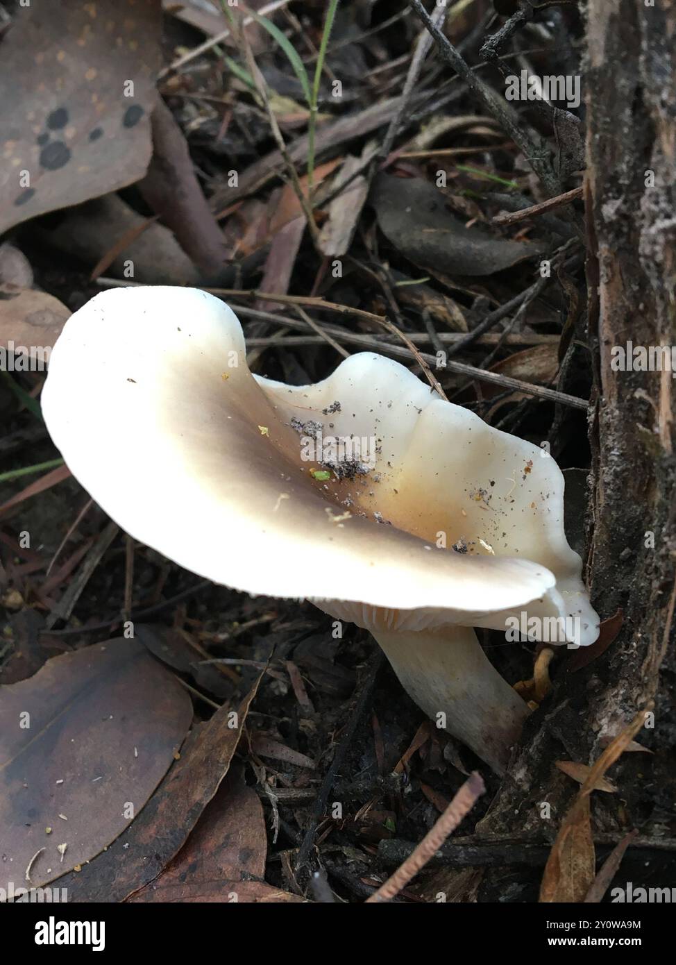 ghost fungus (Omphalotus nidiformis) Fungi Stock Photo - Alamy