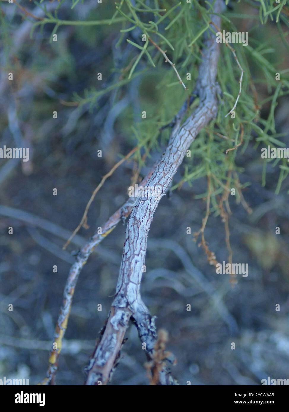 Redshanks (Adenostoma sparsifolium) Plantae Stock Photo - Alamy