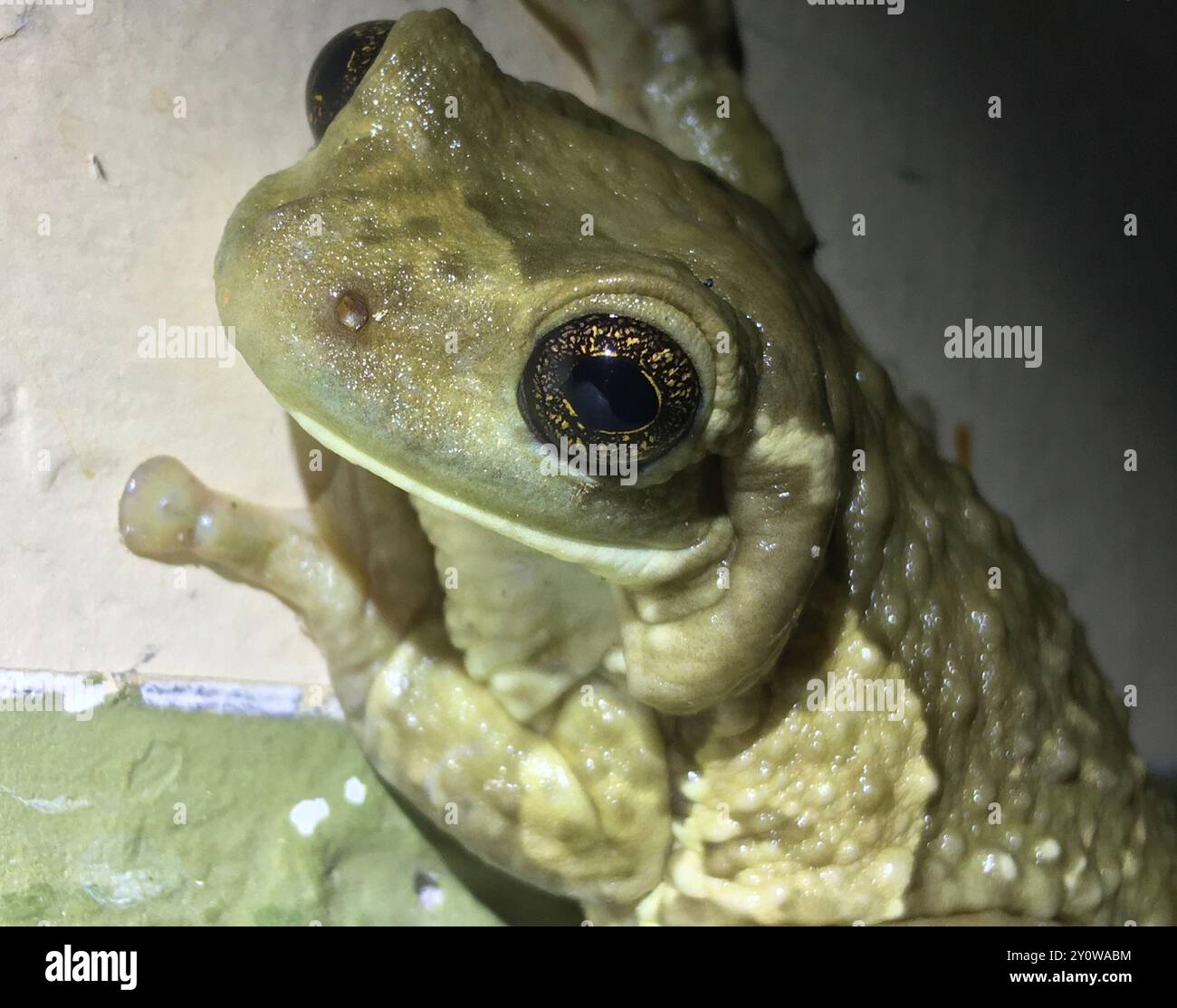 Vermiculated Tree Frog (Trachycephalus vermiculatus) Amphibia Stock ...