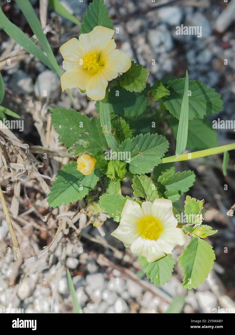 Cuban jute (Sida rhombifolia) Plantae Stock Photo - Alamy