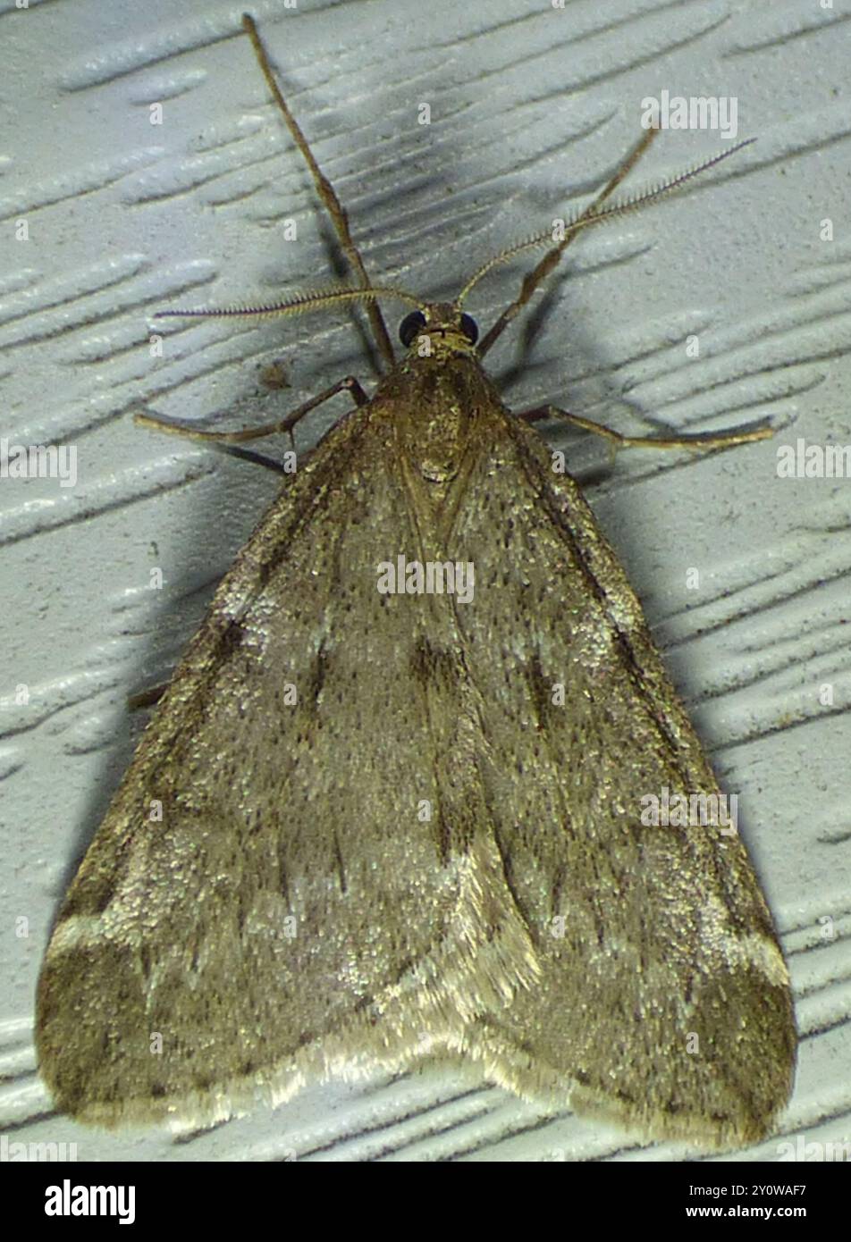 Fall Cankerworm Moth (Alsophila pometaria) Insecta Stock Photo - Alamy