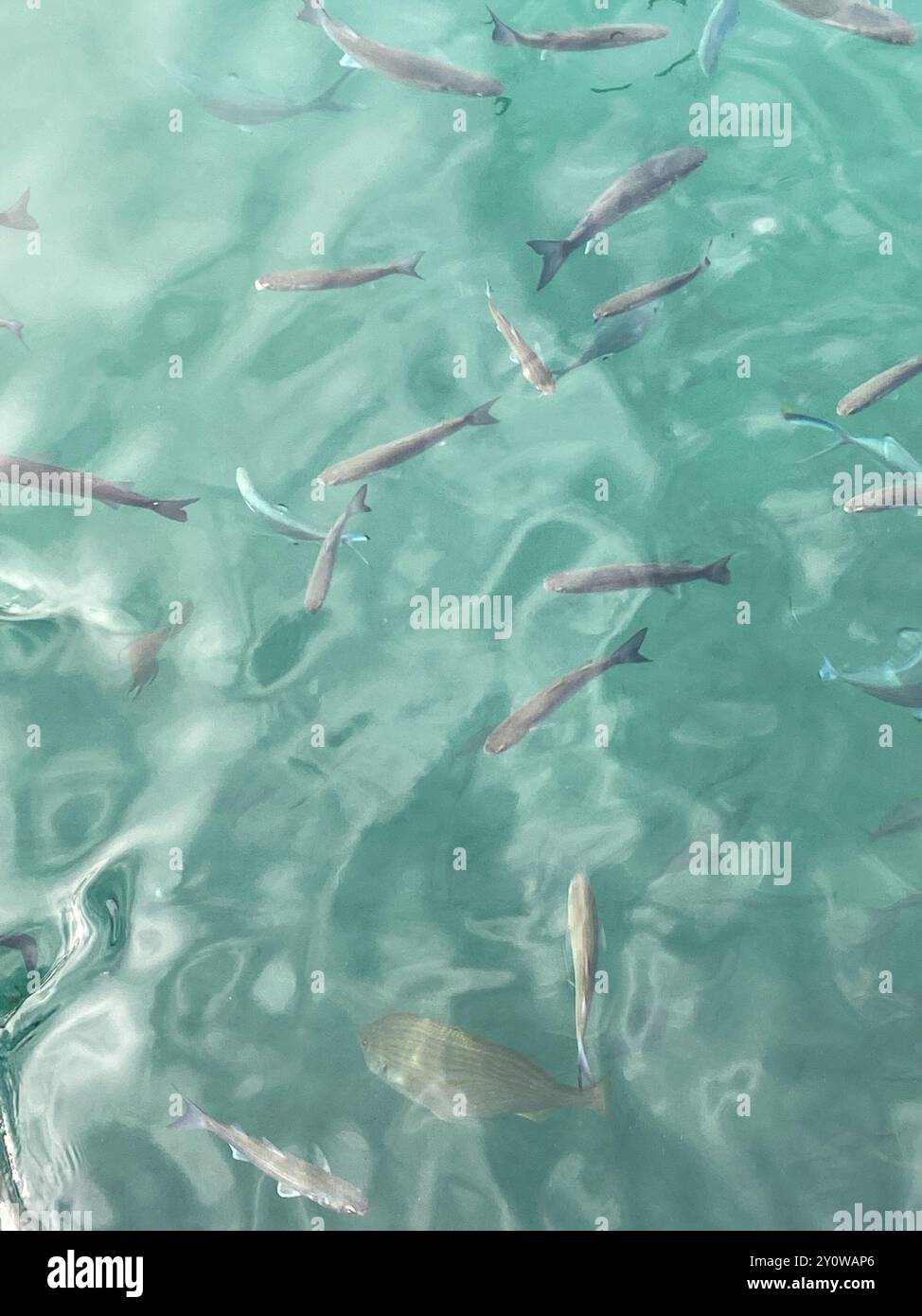 Mullets (Mugilidae) Actinopterygii Stock Photo - Alamy