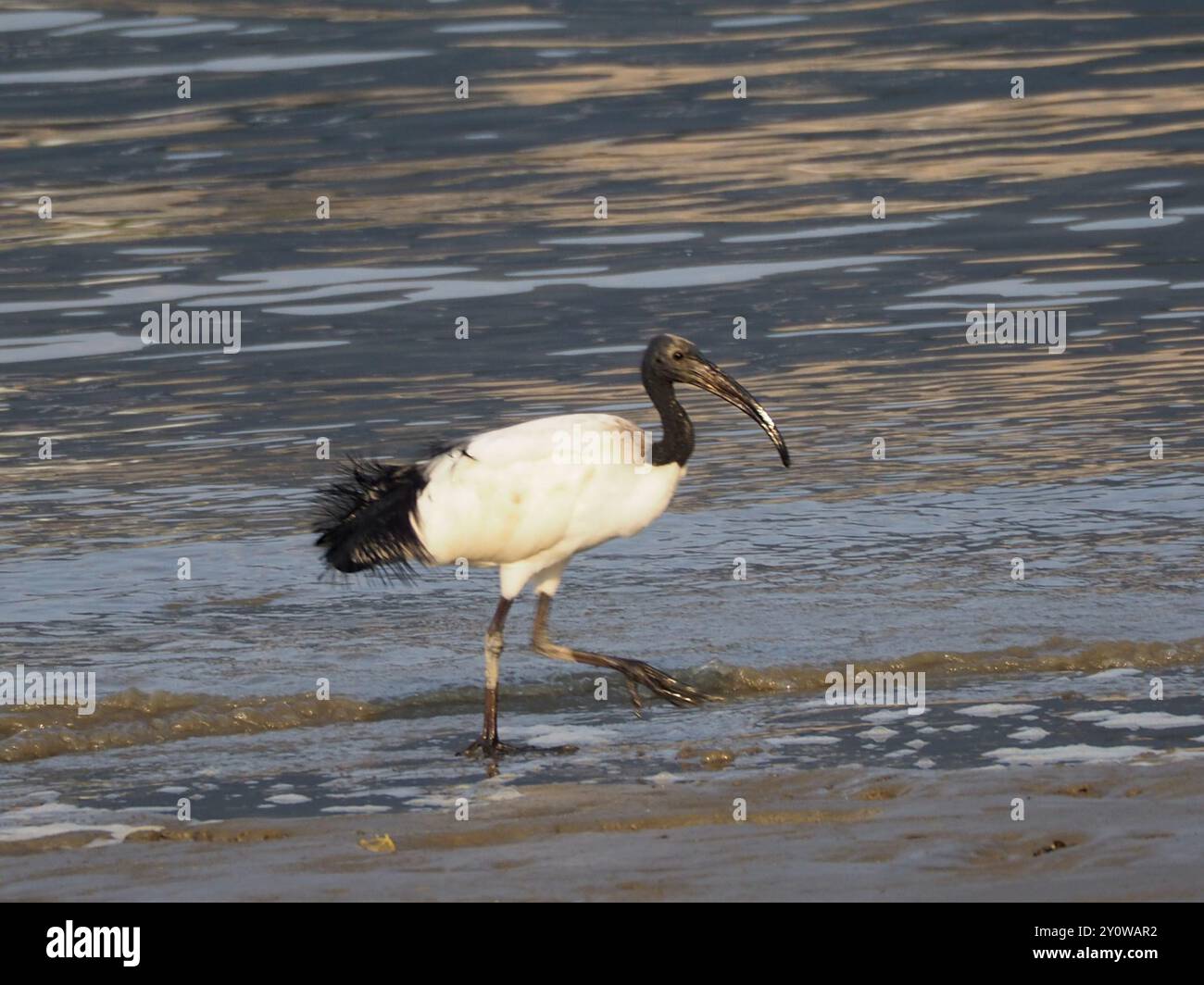 African Sacred Ibis (Threskiornis aethiopicus) Aves Stock Photo - Alamy
