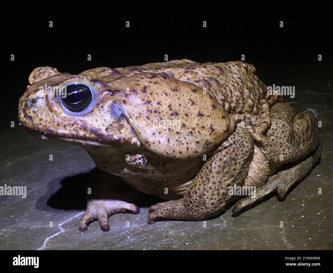 Giant Toad (Rhinella horribilis) Amphibia Stock Photo - Alamy