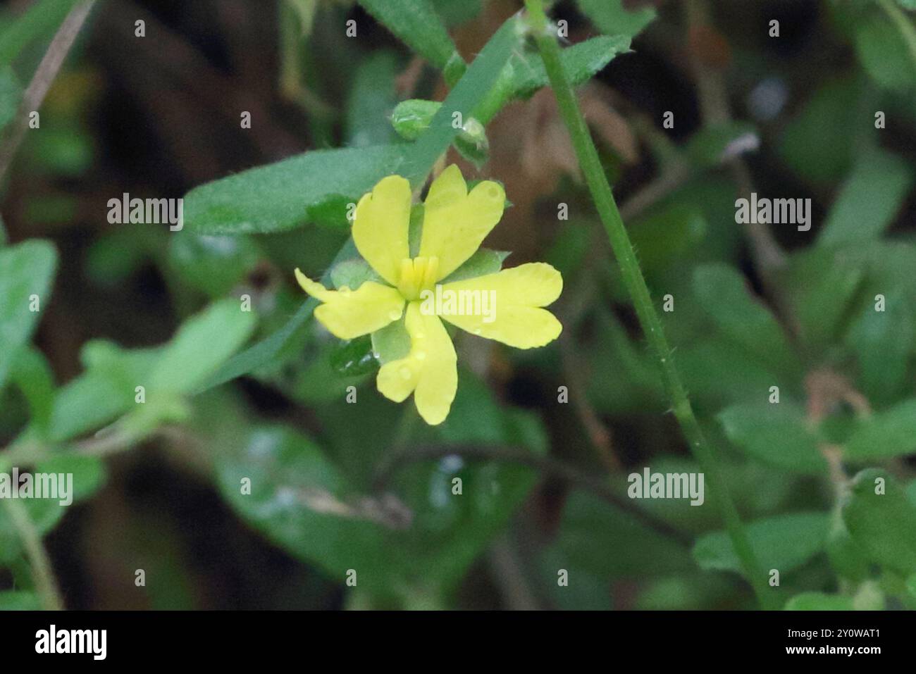 Rough Guinea Flower (Hibbertia aspera) Plantae Stock Photo - Alamy