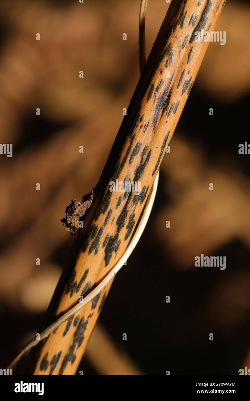 Bracken Map (Rhopographus filicinus) Fungi Stock Photo - Alamy
