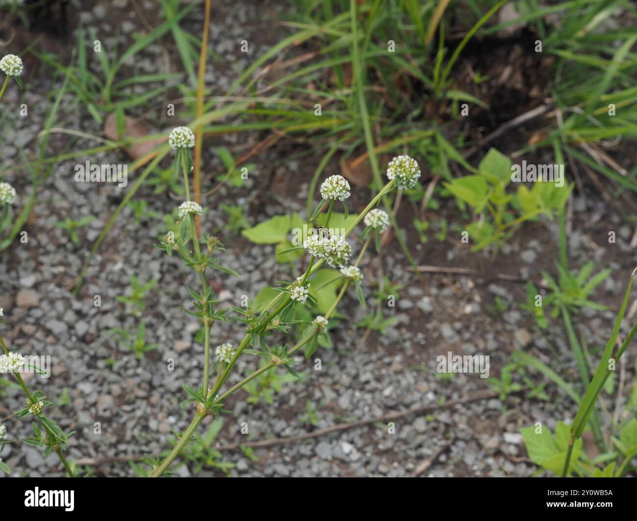 shrubby false buttonweed (Spermacoce verticillata) Plantae Stock Photo ...