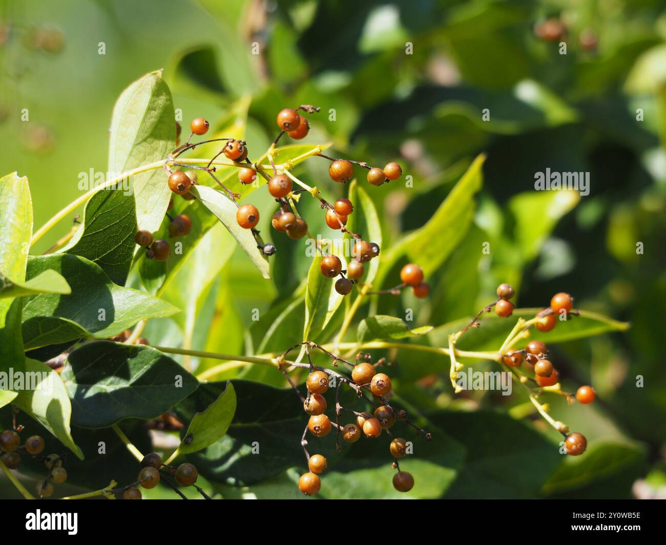 skunk vine (Paederia foetida) Plantae Stock Photo - Alamy