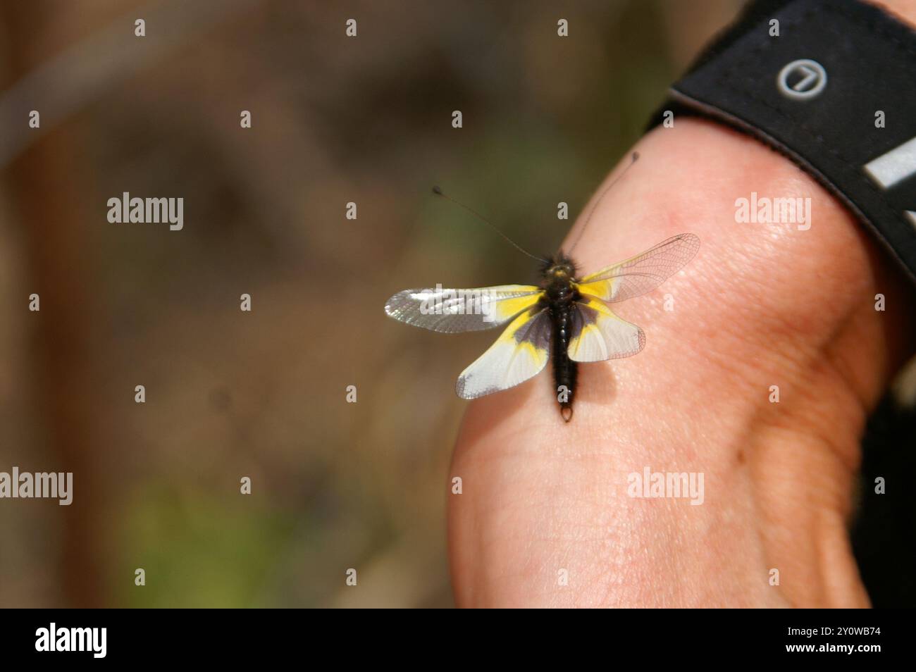 (Libelloides baeticus) Insecta Stock Photo - Alamy