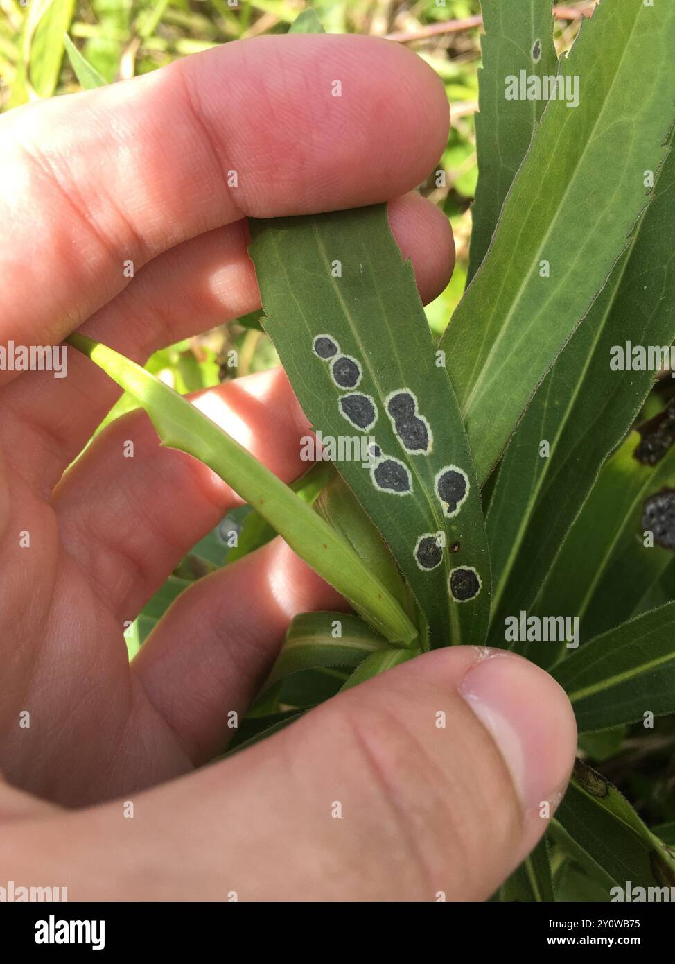 Carbonifera goldenrod gall midge (Asteromyia carbonifera) Insecta Stock ...