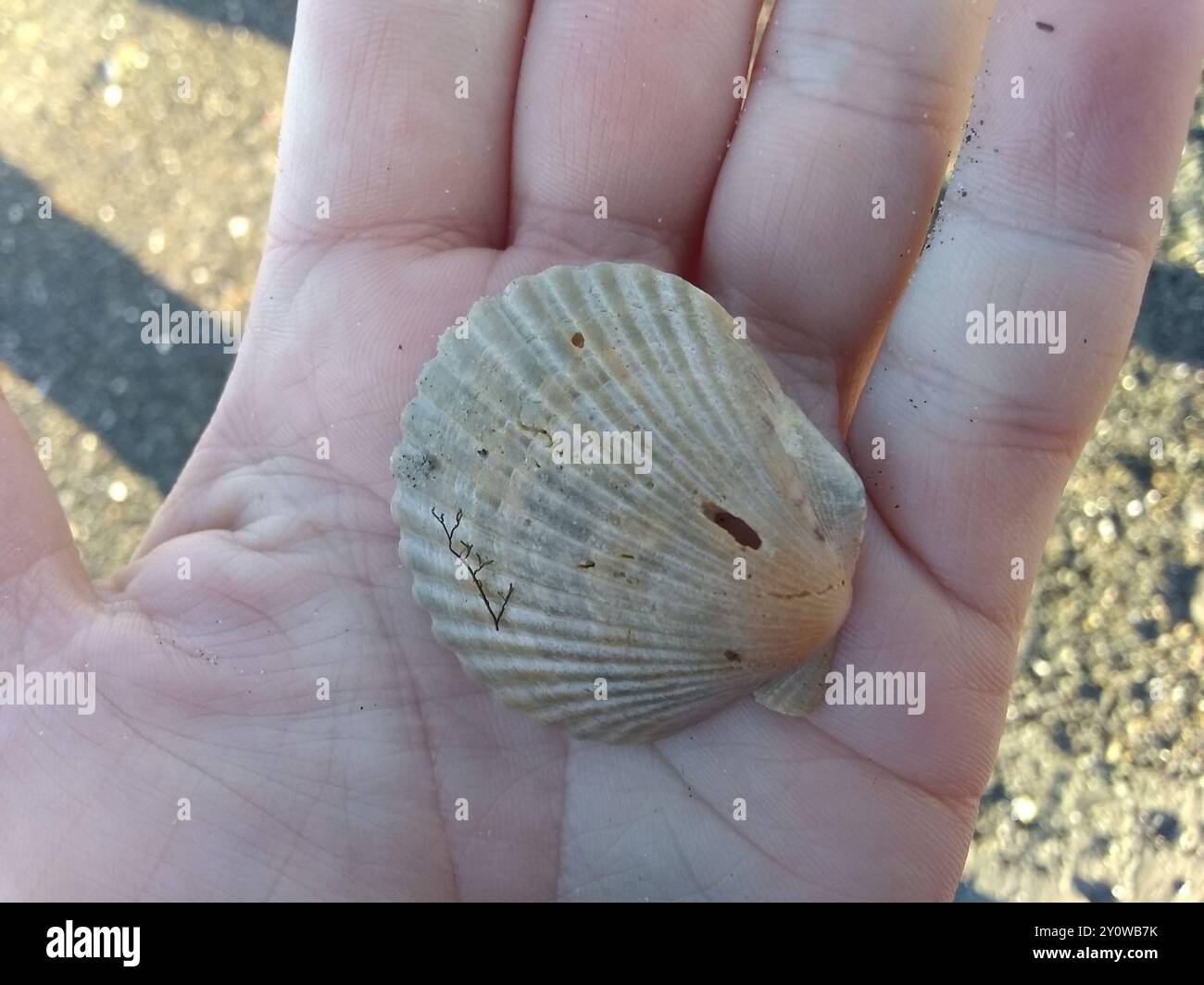 Atlantic Bay Scallop (Argopecten irradians) Mollusca Stock Photo - Alamy