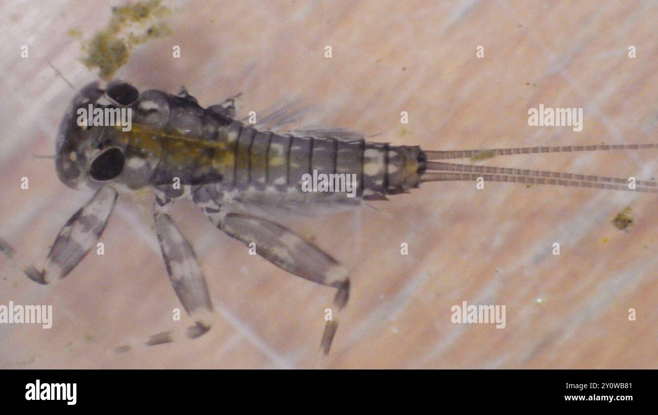 Orange Cahill (Stenacron interpunctatum) Insecta Stock Photo - Alamy