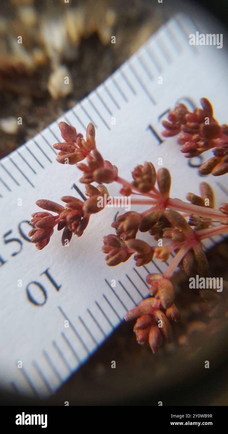 sand pygmyweed (Crassula connata) Plantae Stock Photo - Alamy