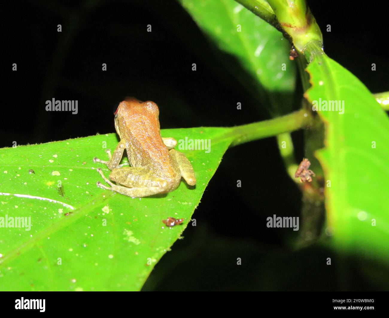 Variable Rain Frog (Pristimantis variabilis) Amphibia Stock Photo - Alamy