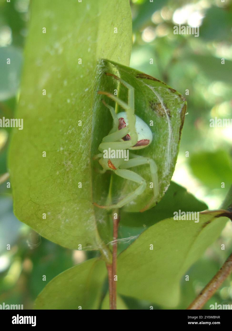 Misumenops callinurus hi-res stock photography and images - Alamy