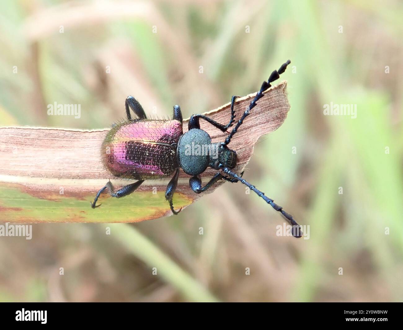 Prostenus hi-res stock photography and images - Alamy