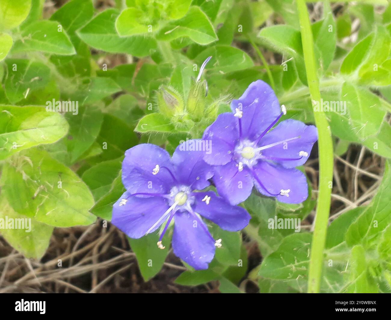 Spiny False Fiddleleaf (Hydrolea spinosa) Plantae Stock Photo - Alamy