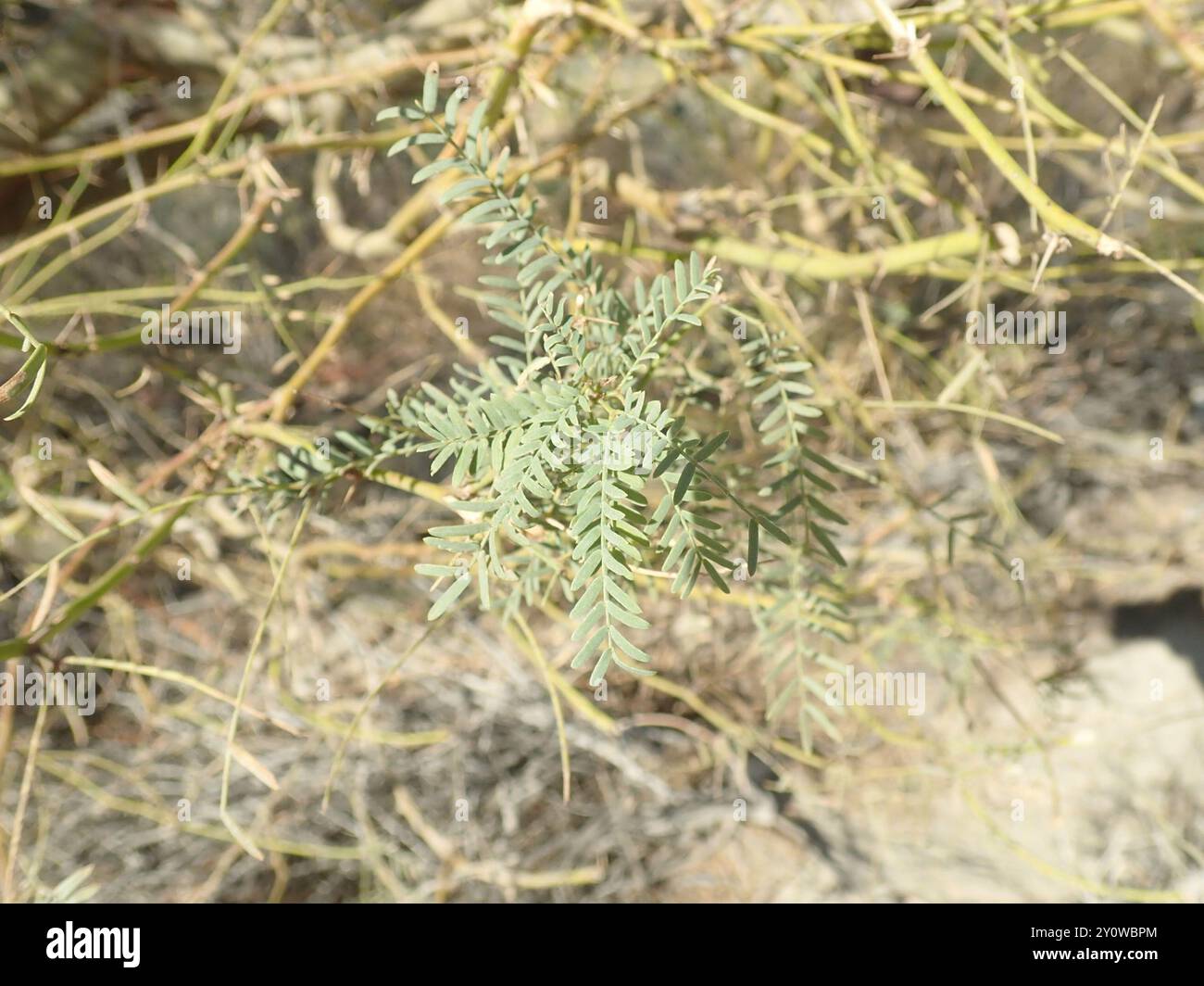 mesquites (Neltuma) Plantae Stock Photo - Alamy