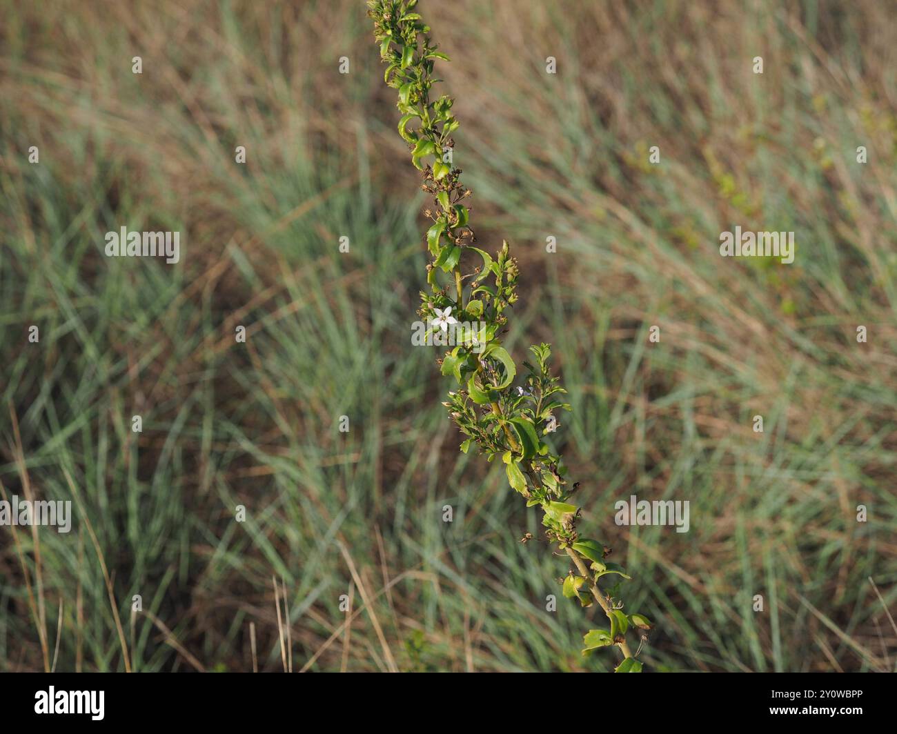 Goatweed (Capraria biflora) Plantae Stock Photo - Alamy