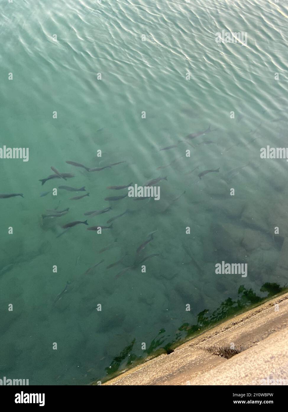 Mullets (Mugilidae) Actinopterygii Stock Photo - Alamy
